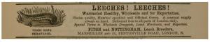 Leeches! Leeches!! Leeches!!! | The Museum of Ridiculously Interesting ...