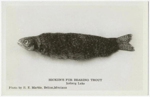 Hicken’s Fur-Bearing Trout | The Museum of Ridiculously Interesting Things