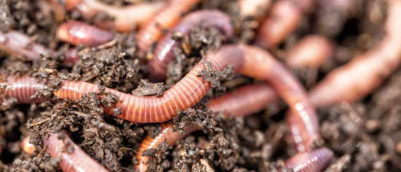 Syrup jars for earthworm oil | The Museum of Ridiculously Interesting ...