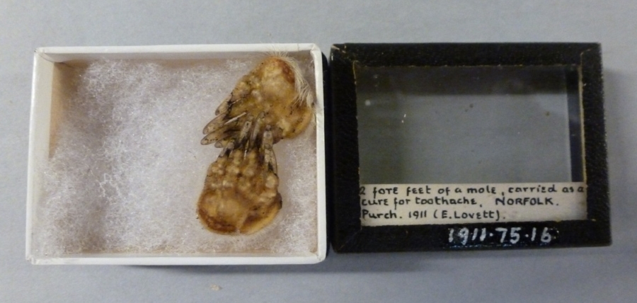 Magical moles’ feet | The Museum of Ridiculously Interesting Things