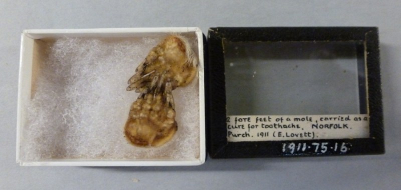 Magical moles’ feet | The Museum of Ridiculously Interesting Things
