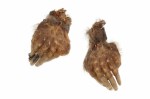 Magical moles’ feet | The Museum of Ridiculously Interesting Things