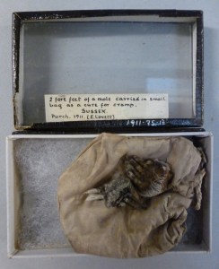 Magical moles’ feet | The Museum of Ridiculously Interesting Things