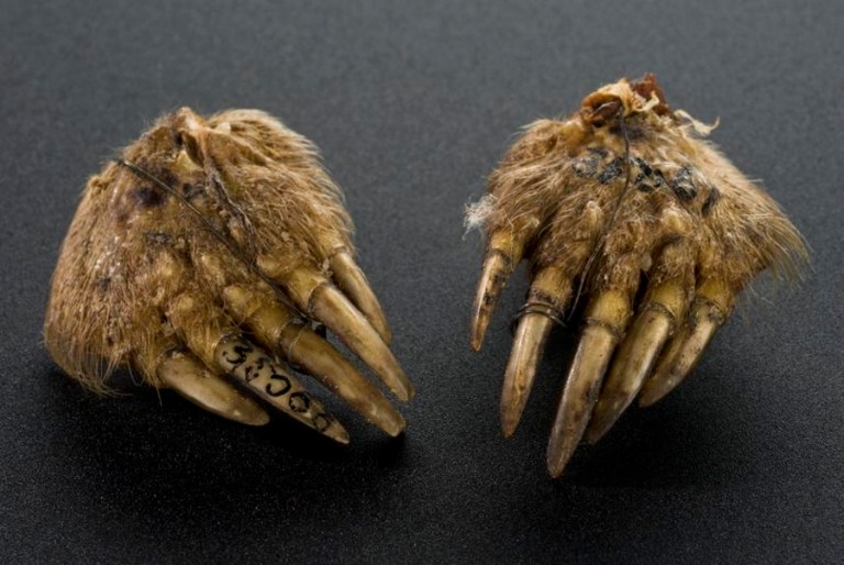 Magical moles’ feet | The Museum of Ridiculously Interesting Things