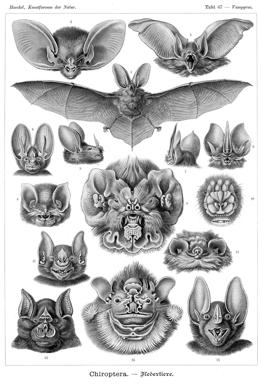 GUEST POST: Make your own bat colony with Alice Fennessy | The Museum ...