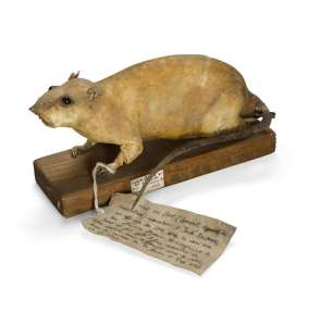 Exploding rats | The Museum of Ridiculously Interesting Things