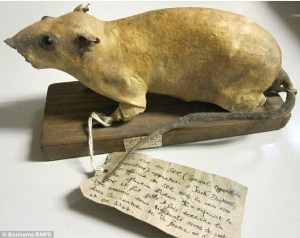 Exploding rats | The Museum of Ridiculously Interesting Things